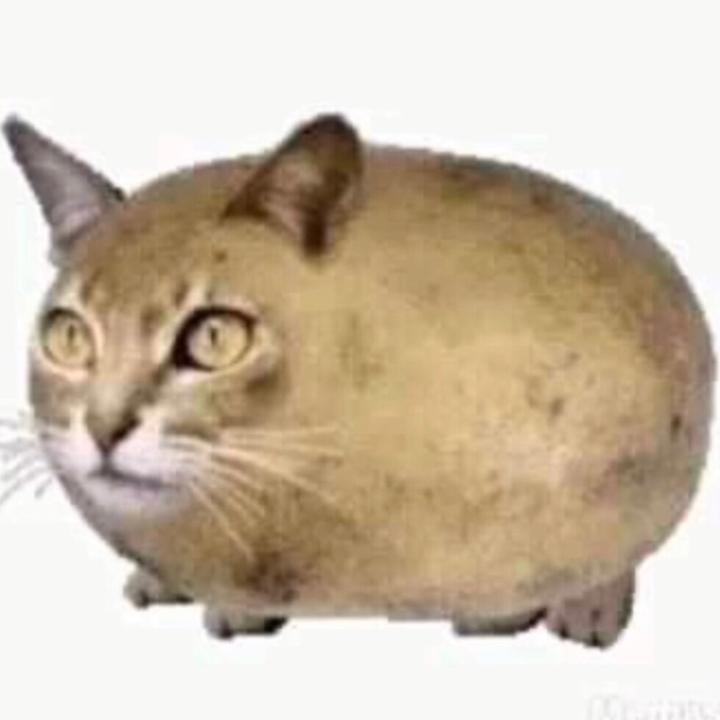 🦄 @potatocatofficial - PotatoCat - TikTok