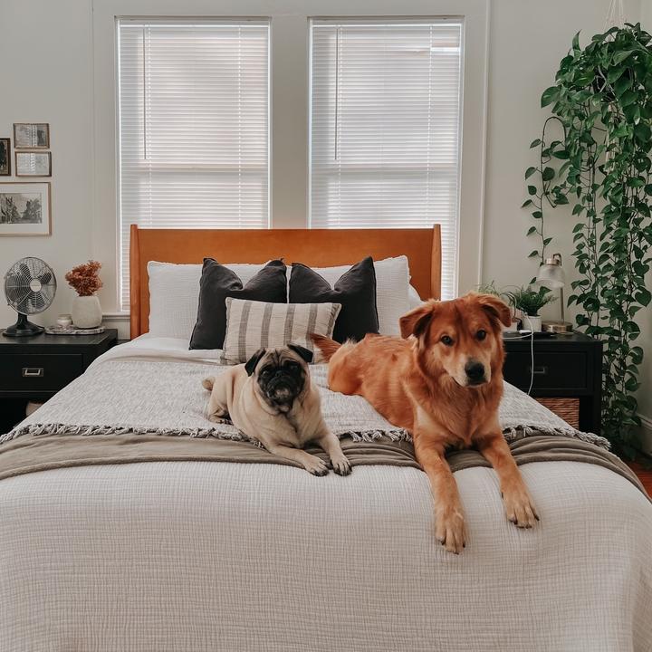 Did that trend where you pretend to | Maverick & Teddy (@mavandted)