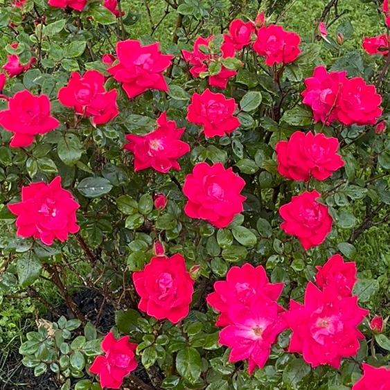 🦄 @ooohbeth - Beth Isabelle Rona - TikTok