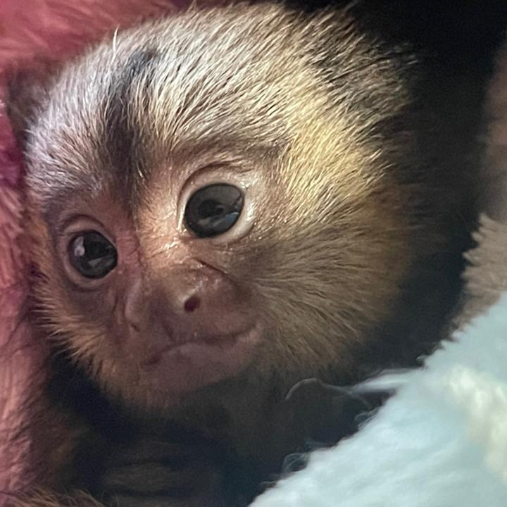 🦄 @growingupmonkey - Growingupmonkey - TikTok